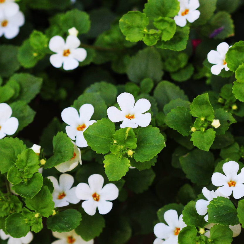 BacoMind® Bacopa Monnieri Extract – DR.VEGAN