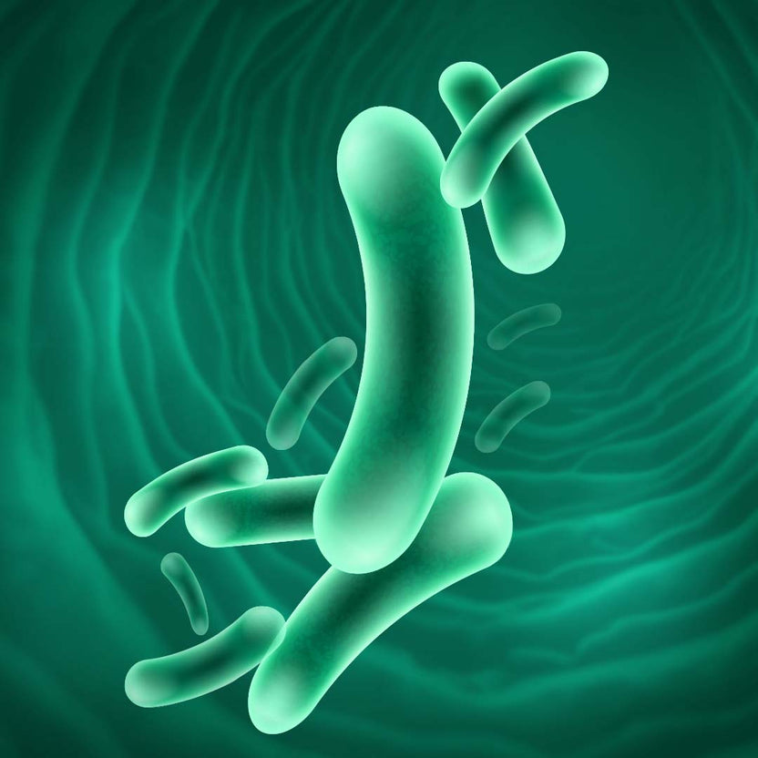 Lactobacillus Reuteri – DR.VEGAN